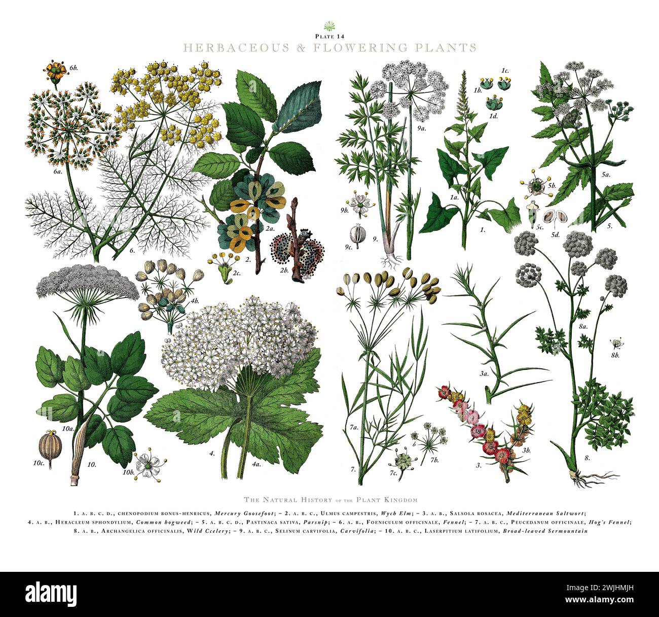 Very Rare, Beautifully Illustrated Antique Engraved Victorian Botanical ...