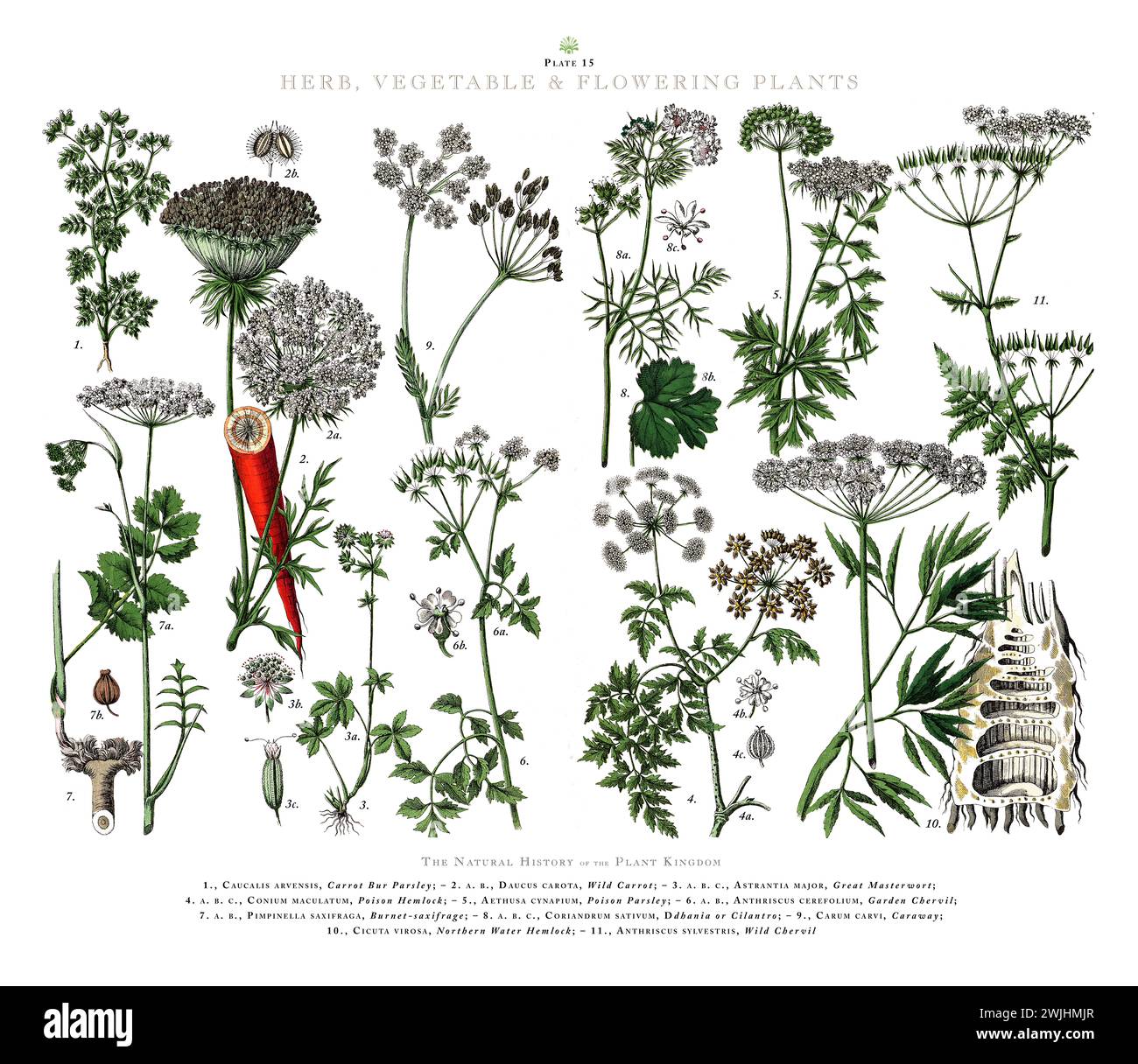 Very Rare, Beautifully Illustrated Antique Engraved Victorian Botanical ...