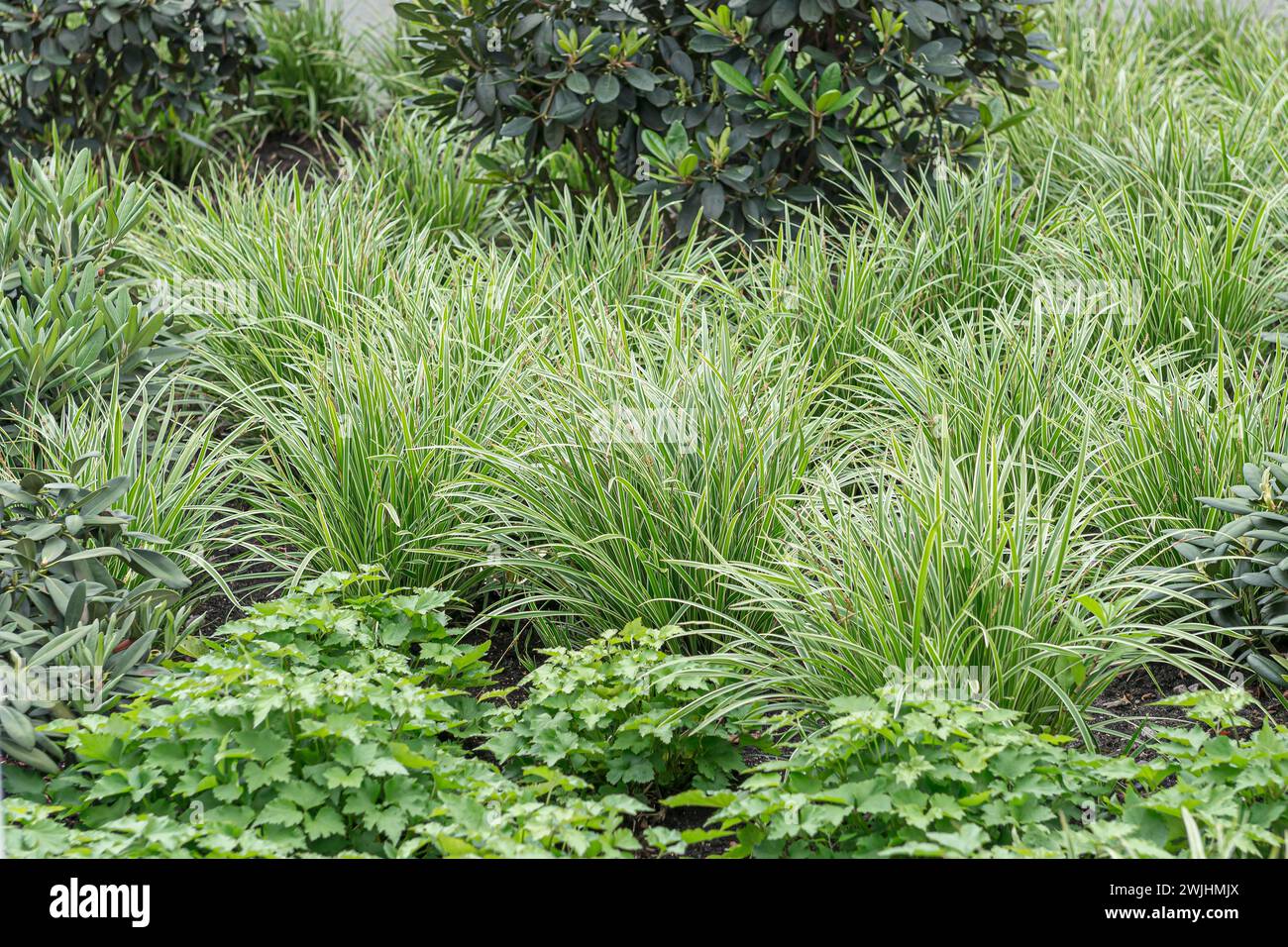 (Carex morrowii 'Ice Dance' Stock Photo - Alamy