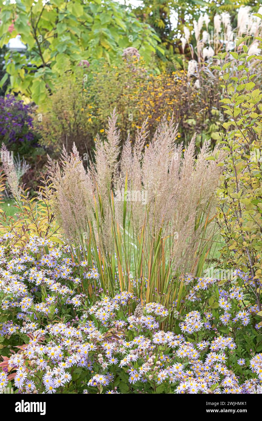 Mixed hedge, diamond grass (Calamagrostis brachytricha), (Aster ...