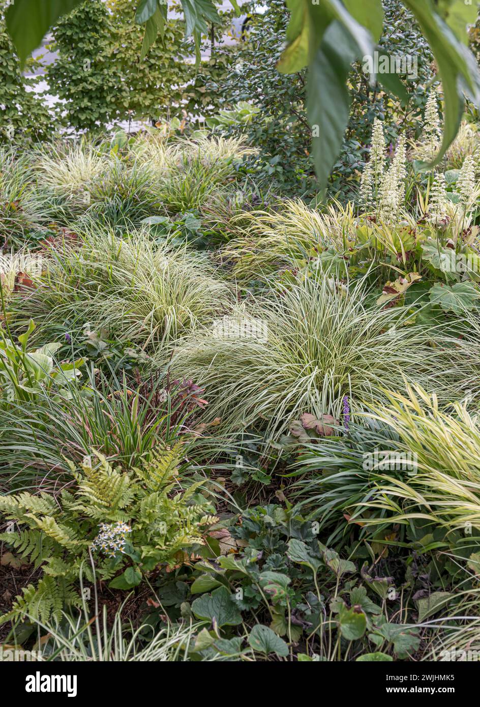 Japanese sedge (Carex oshimensis 'Evergold' Stock Photo - Alamy