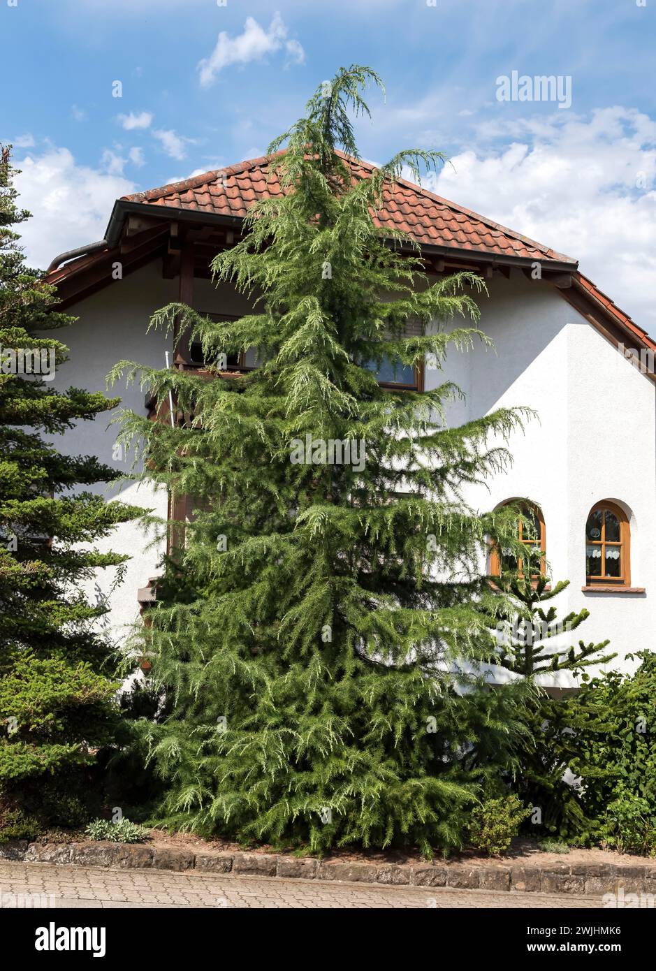 Deodar cedar (Cedrus deodara Stock Photo - Alamy