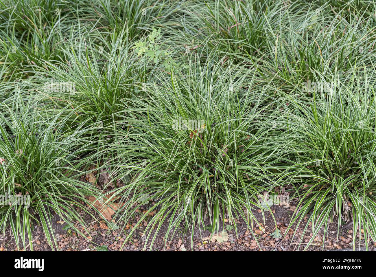 White-coloured Japanese sedge (Carex morrowii 'Variegata' Stock Photo ...