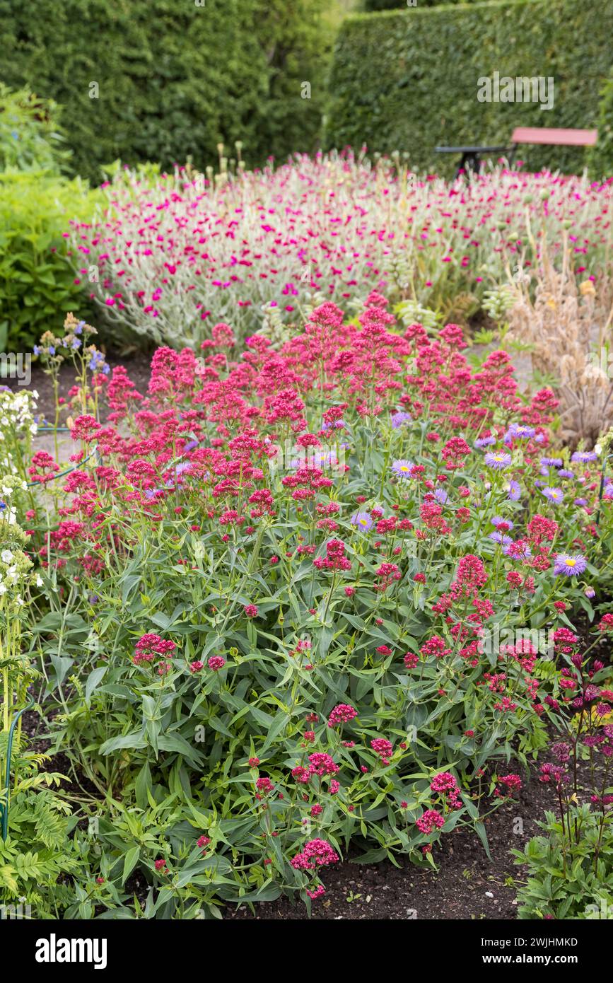 Red spur flower (Centranthus ruber 'Coccineus' Stock Photo - Alamy