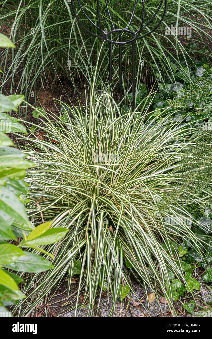 Japanese golden sedge (Carex oshimensis 'Evergold' Stock Photo - Alamy