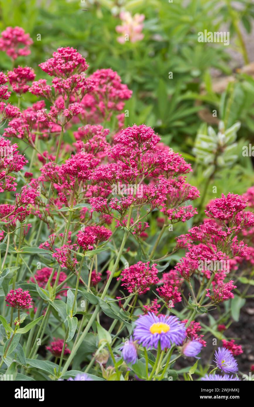 Red spur flower (Centranthus ruber 'Coccineus' Stock Photo - Alamy