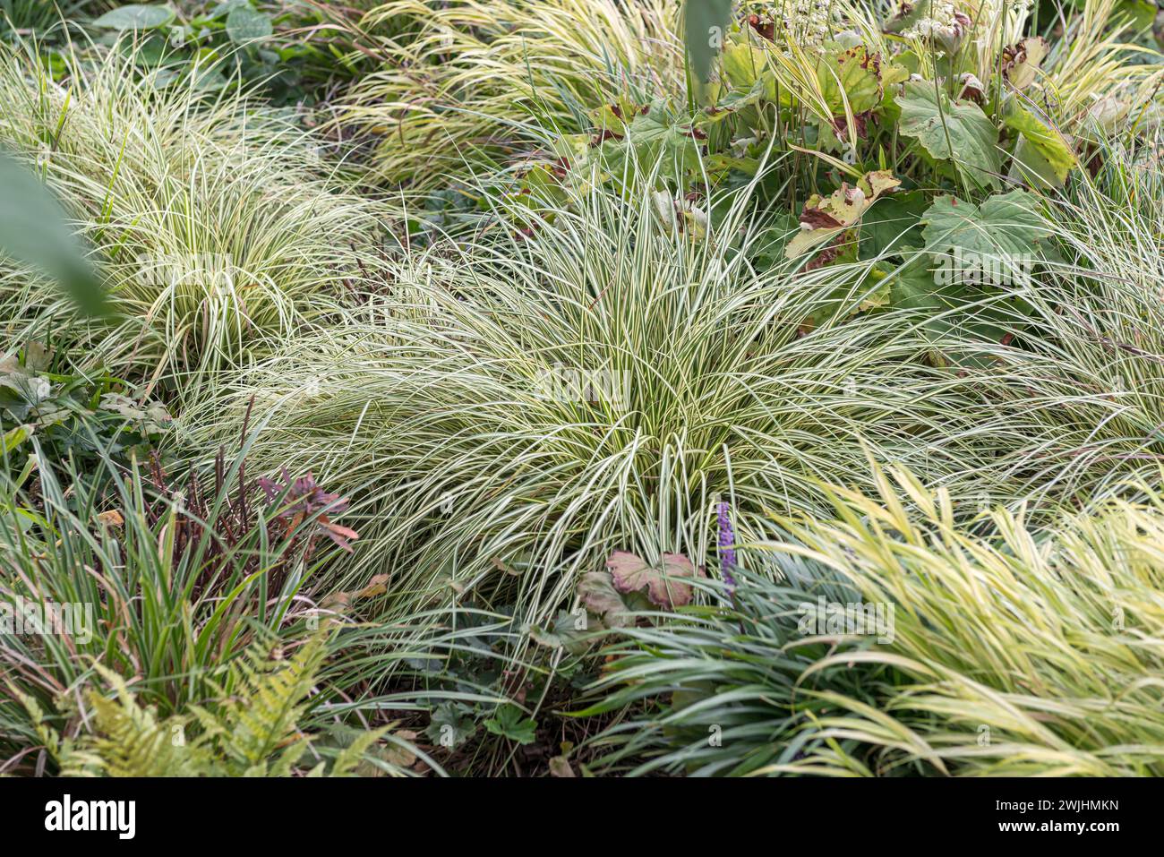 Sedge grass hi-res stock photography and images - Alamy