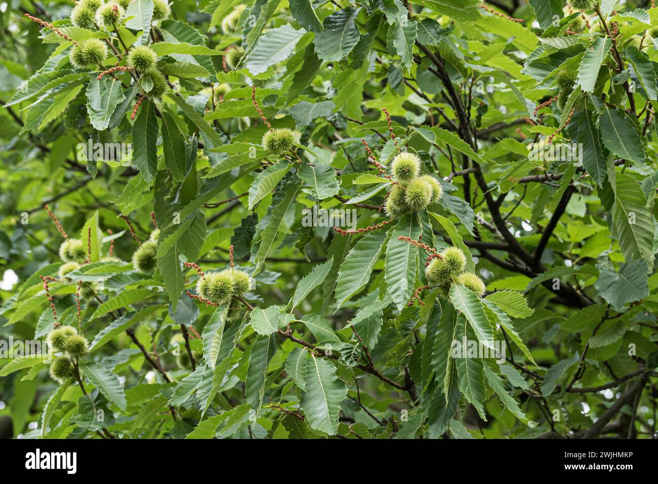 Chestnut deciduous tree hi-res stock photography and images - Alamy