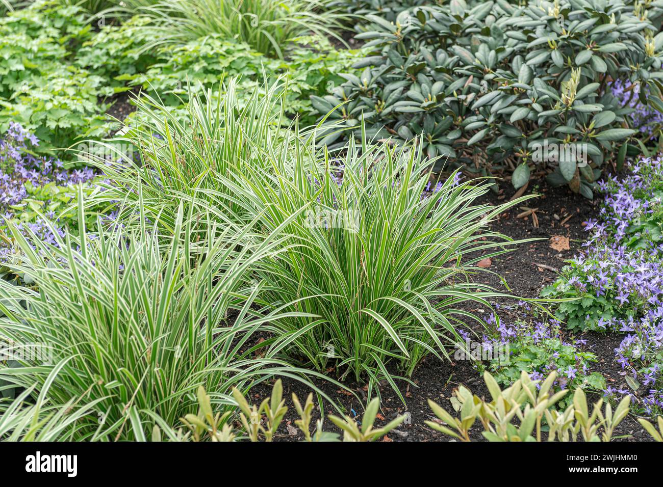 Carex ice dance hi-res stock photography and images - Alamy