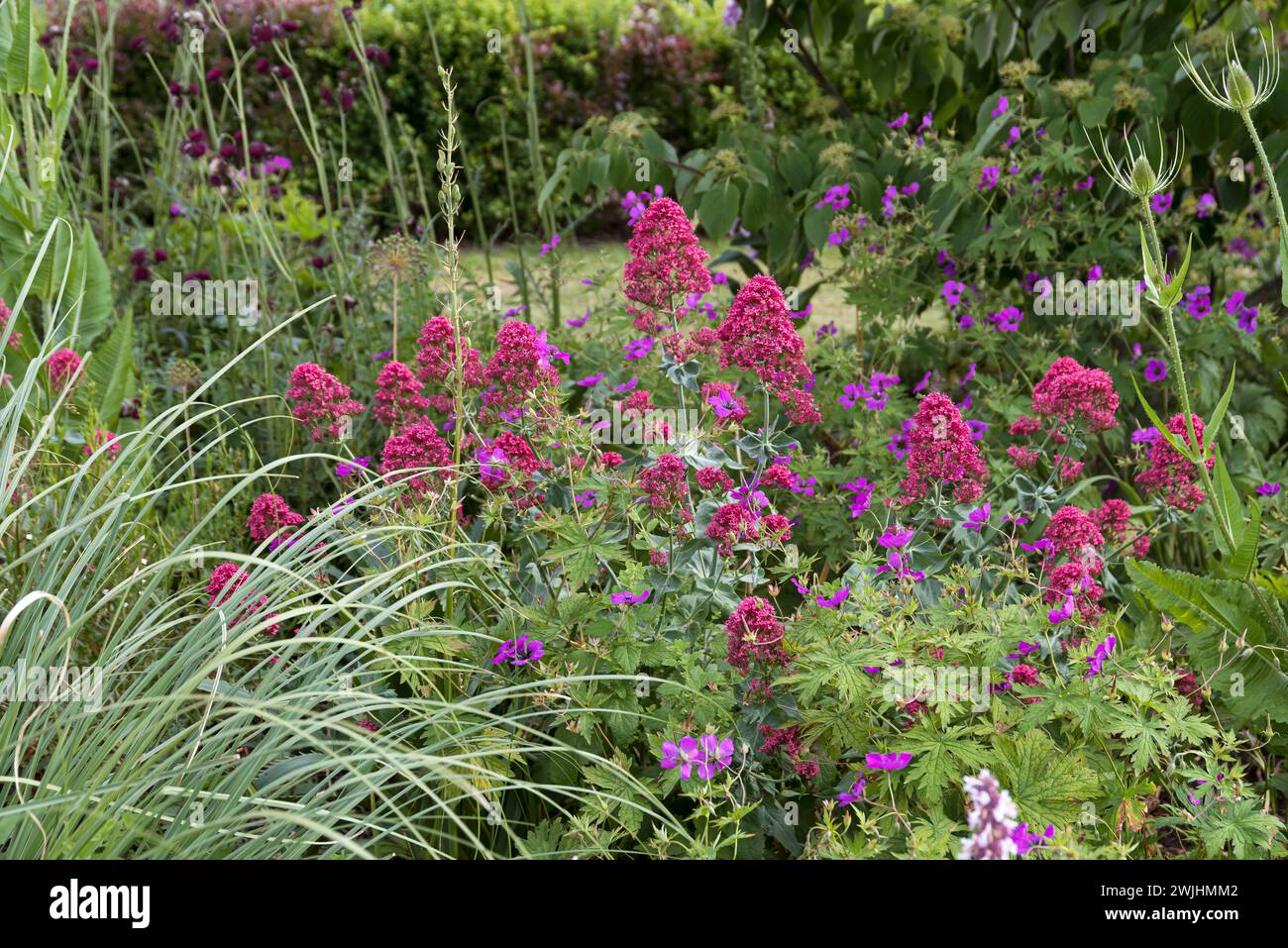 Centranthus ruber coccineus hi-res stock photography and images - Alamy