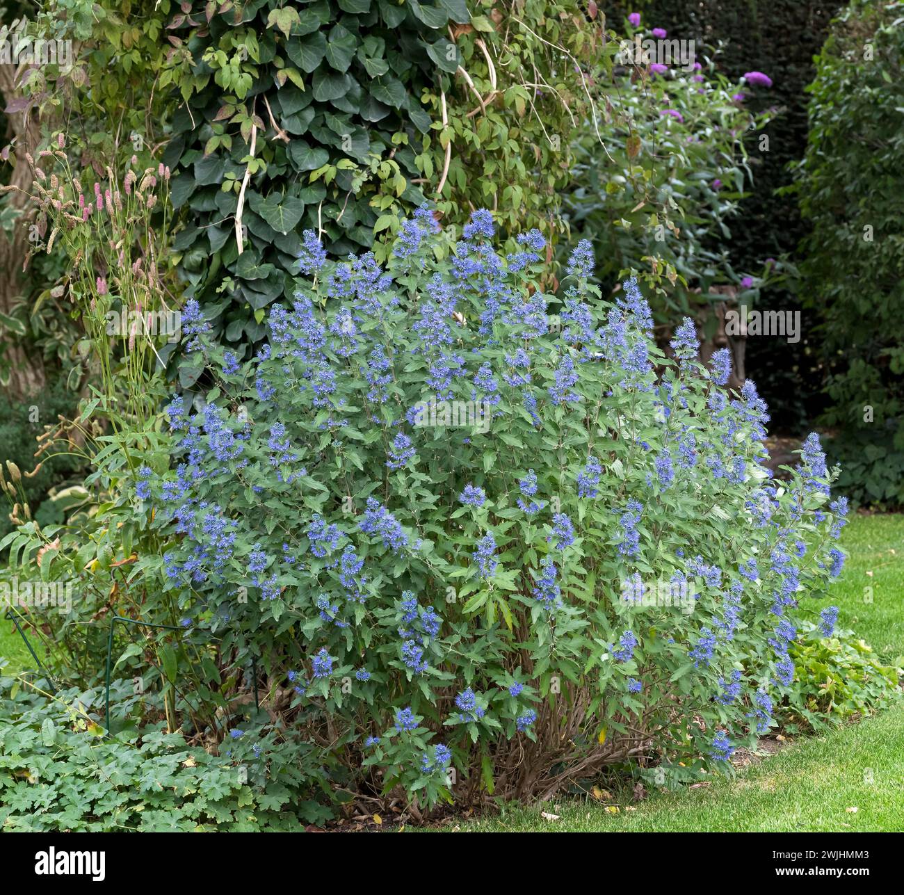 Bearded flower (Caryopteris x clandonensis BLUE BALLOON Stock Photo - Alamy