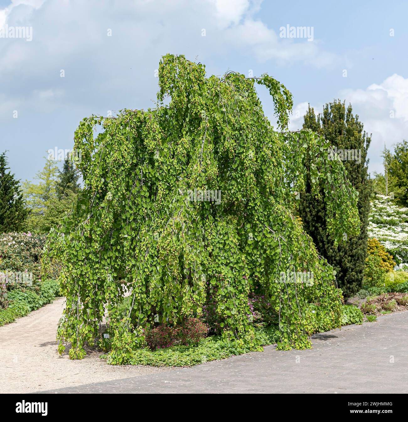 Hanging cake tree (Cercidiphyllum japonicum 'Pendulum' Stock Photo - Alamy