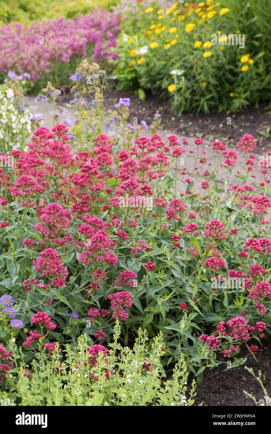 Red spur flower (Centranthus ruber 'Coccineus' Stock Photo - Alamy