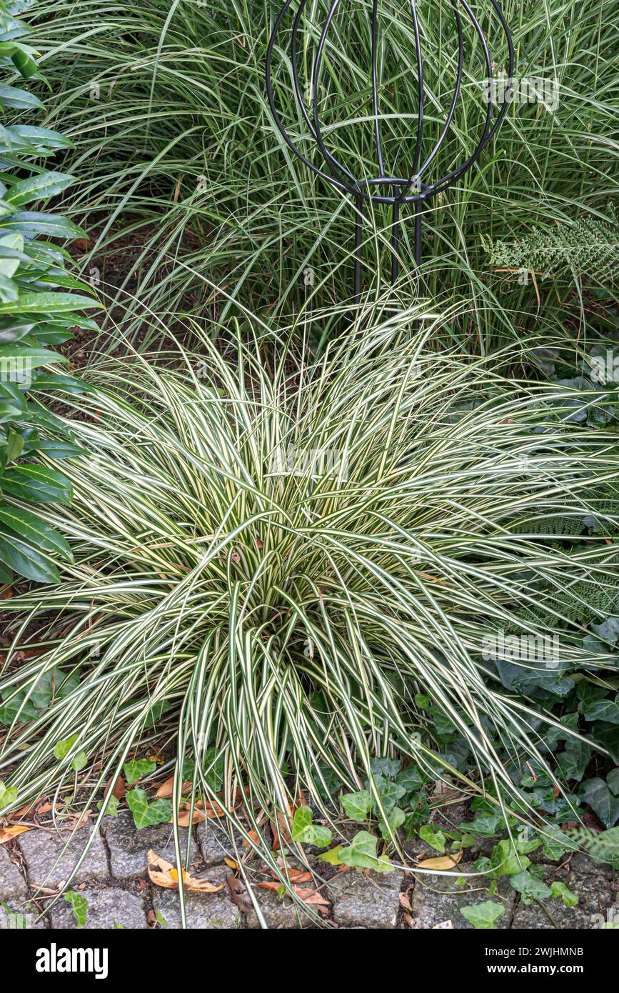 Sedge grass hi-res stock photography and images - Alamy