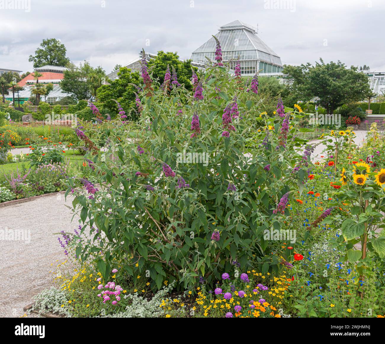 Summer lilac (Buddleja FLOWER POWER Stock Photo - Alamy