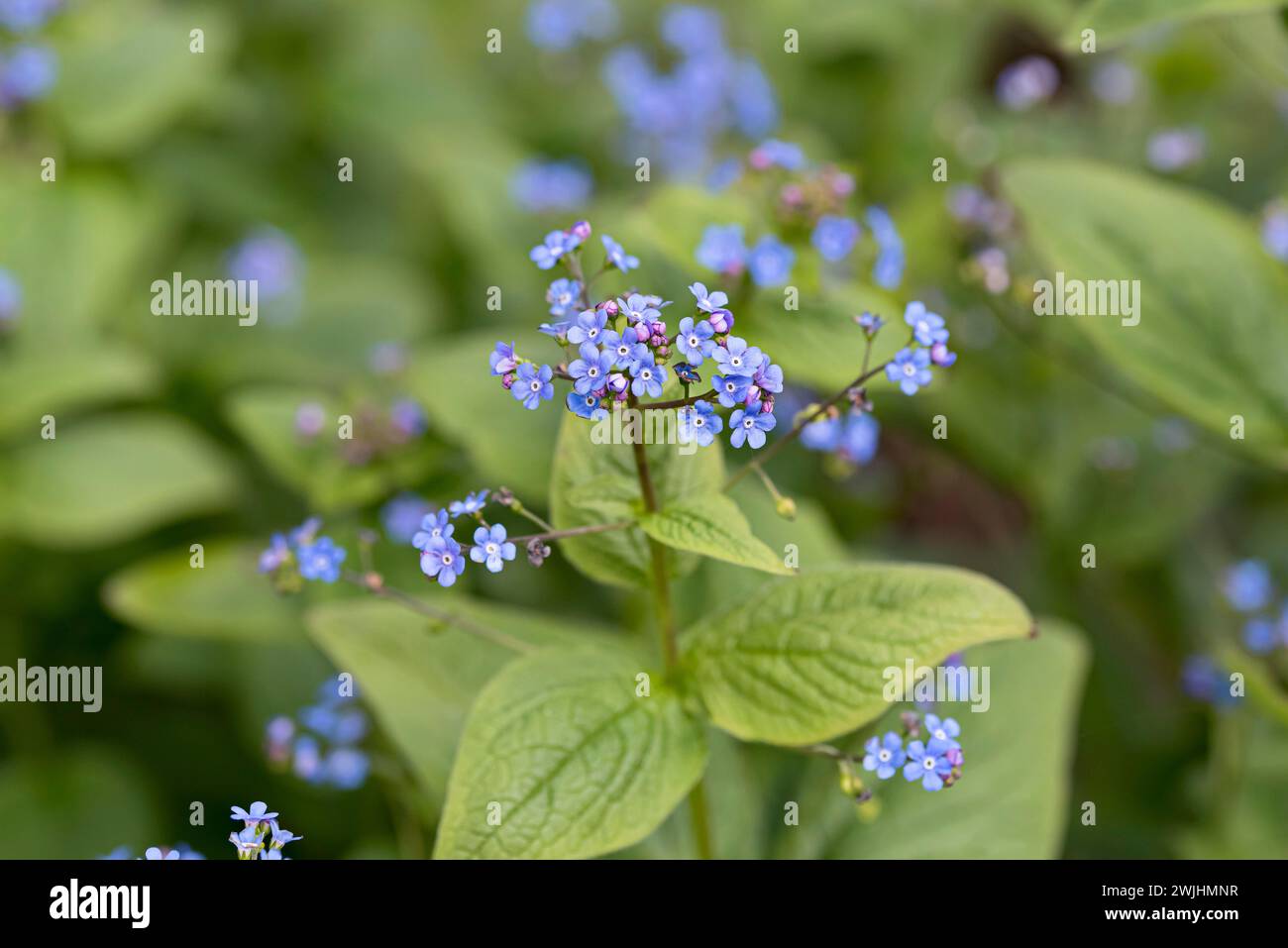 Siberian bugloss (Brunnera macrophylla Stock Photo - Alamy