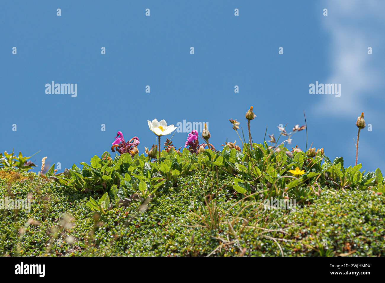 White dryad (Dryas octopetala), common selfheal (Prunella vulgaris ...