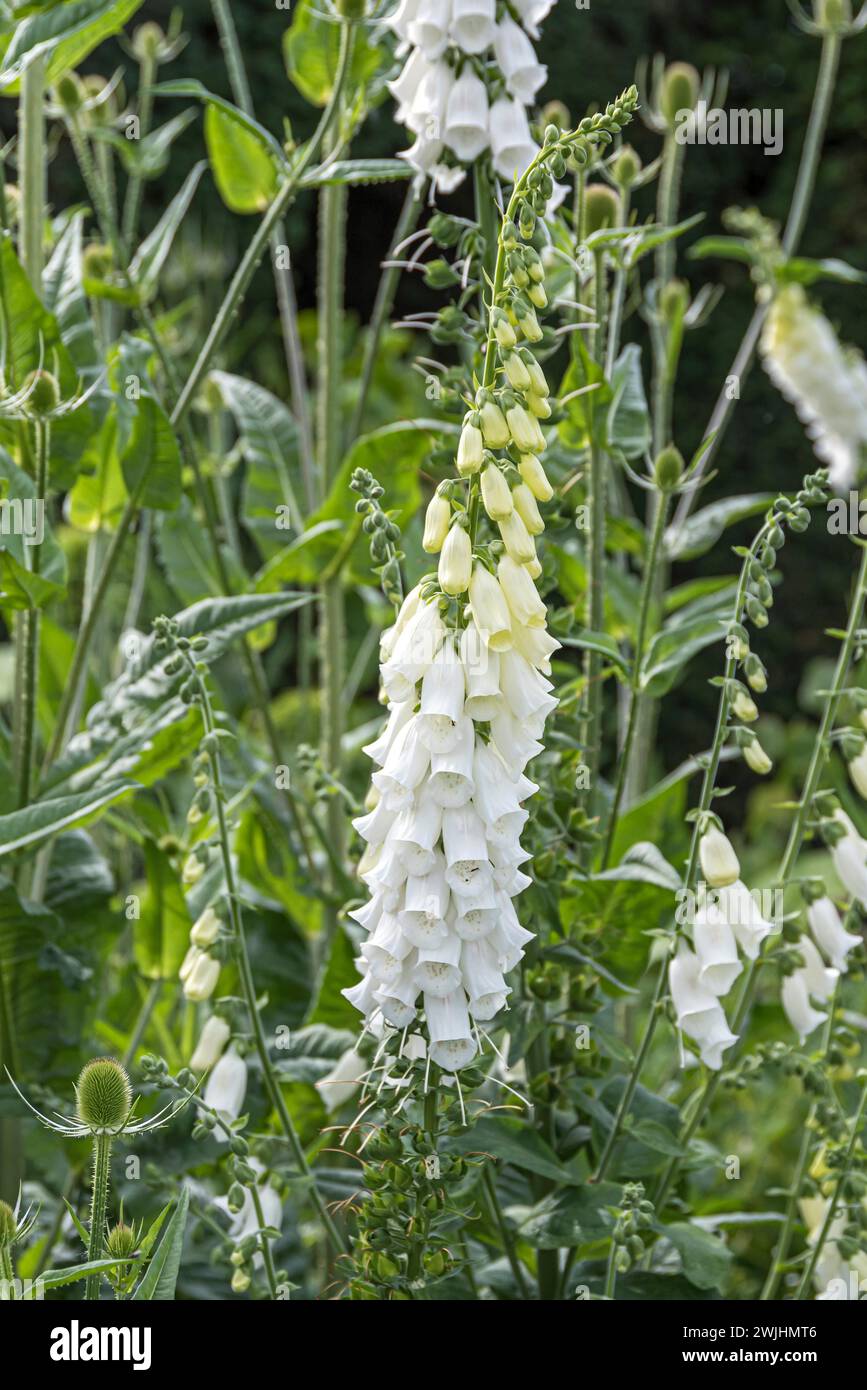 White foxglove (Digitalis purpurea 'Alba'), turbo foxglove Stock Photo ...