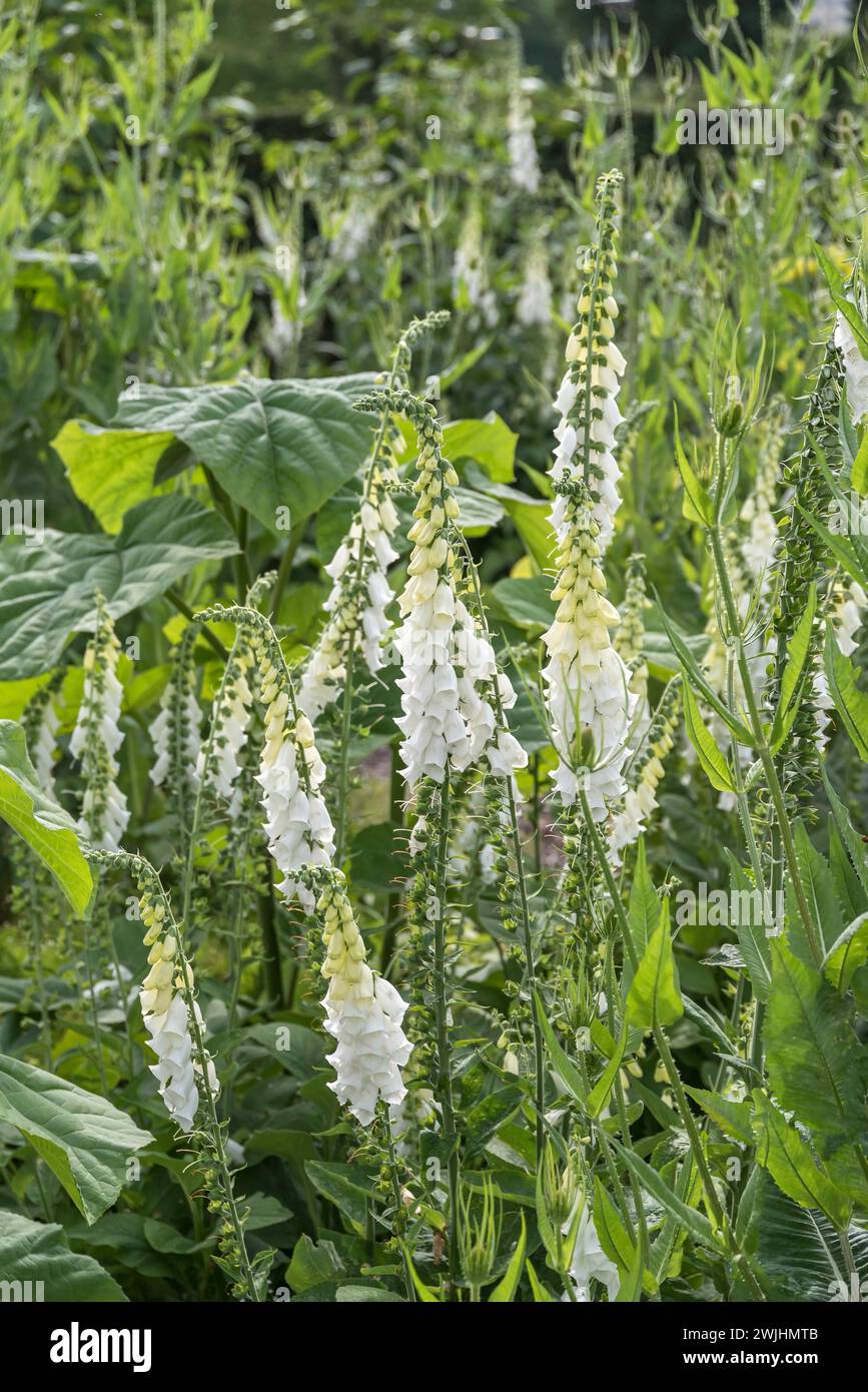 White foxglove (Digitalis purpurea 'Alba'), turbo foxglove Stock Photo ...
