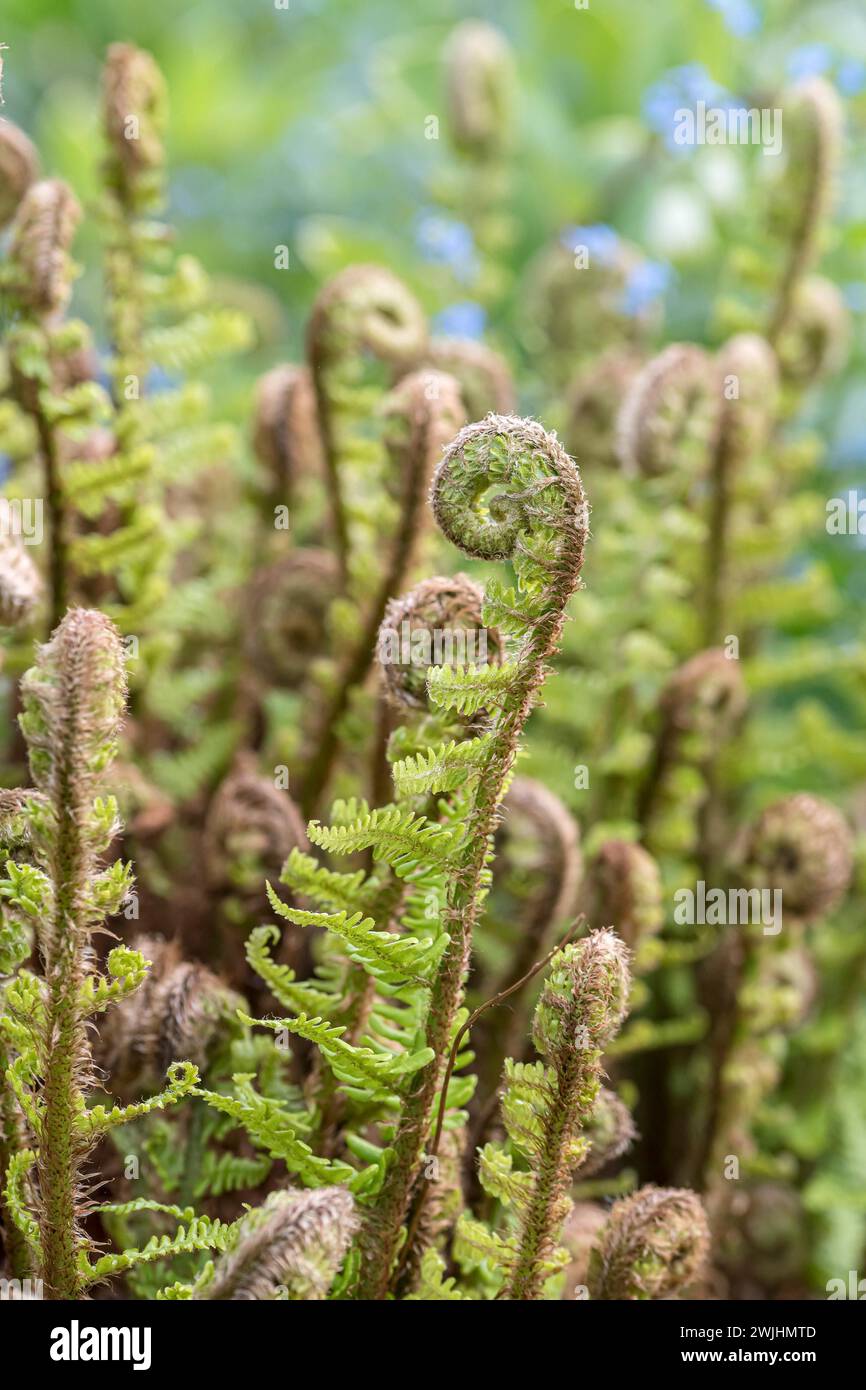 Curly gold scale fern (Dryopteris affinis 'Crispa' Stock Photo - Alamy