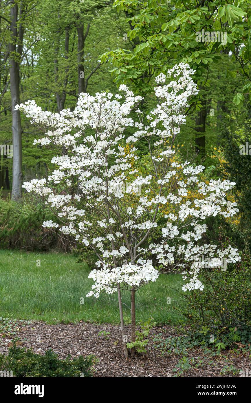 American flowering dogwood (Cornus florida Stock Photo - Alamy
