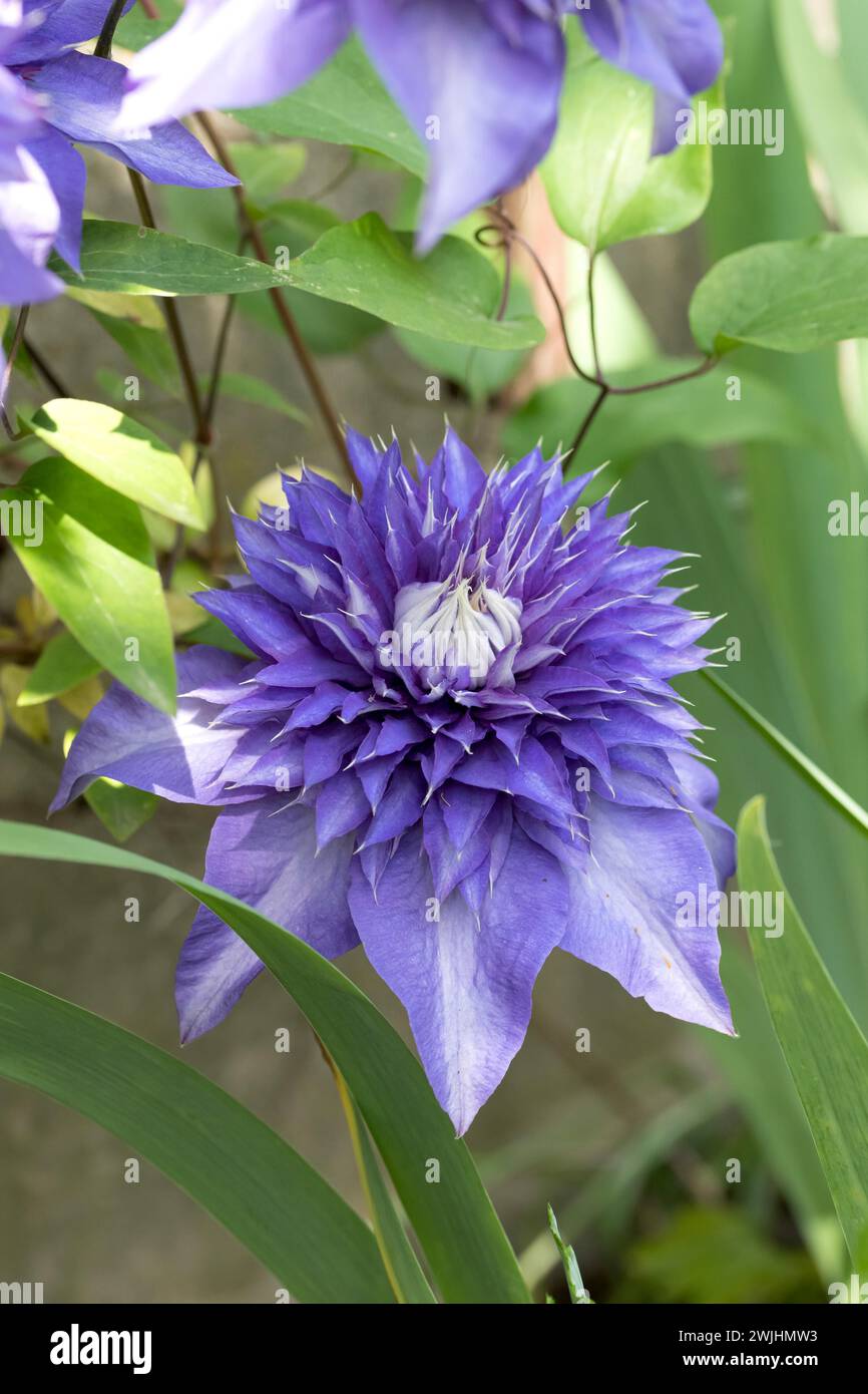 Clematis multi blue hi-res stock photography and images - Alamy