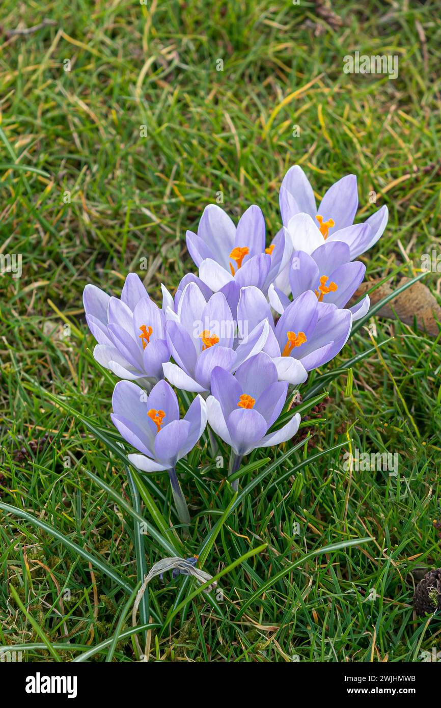 How to plant crocus bulb hi-res stock photography and images - Alamy