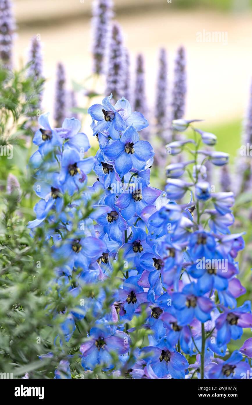 Delphinium (Delphinium 'Ouverture' Stock Photo - Alamy