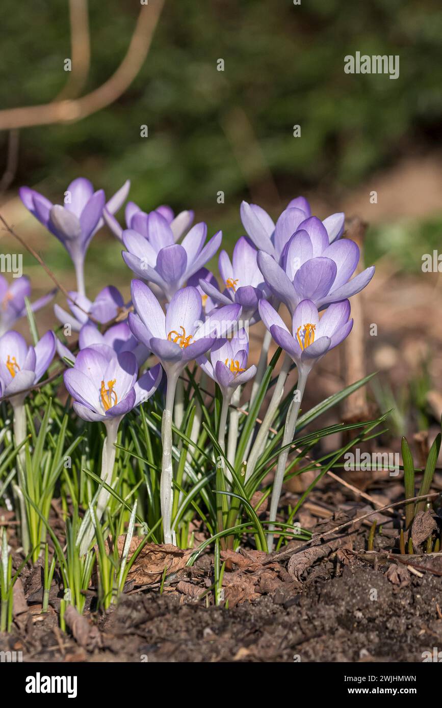 Crocus (Crocus tommasinianus Stock Photo - Alamy