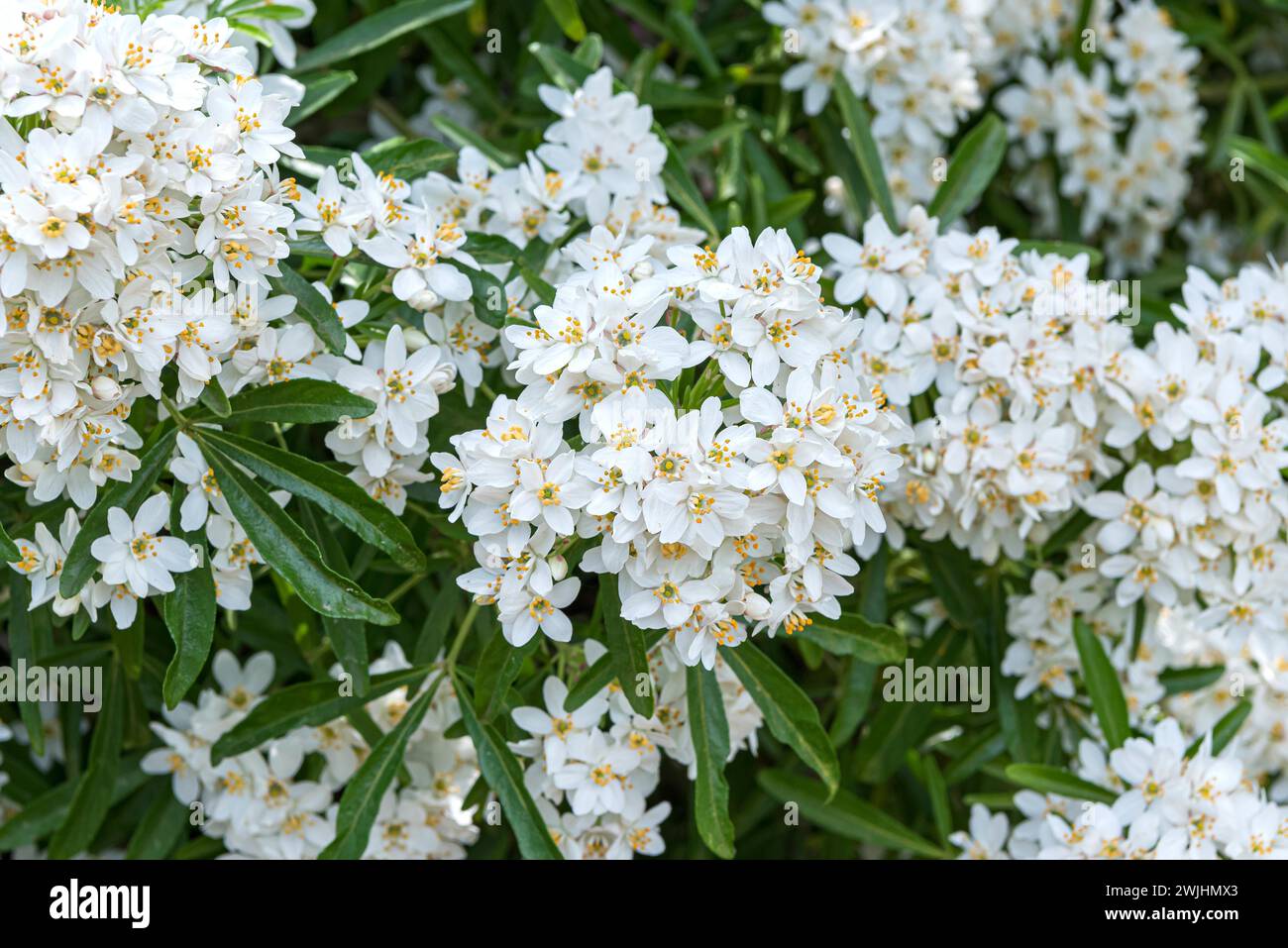 Starleaf (Choisya x dewitteana 'Aztec Pearl' Stock Photo - Alamy