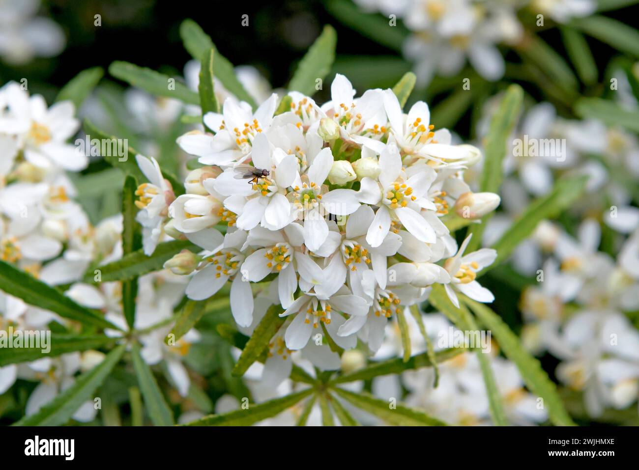 Starleaf (Choisya x dewitteana WHITE DAZZLER Stock Photo - Alamy