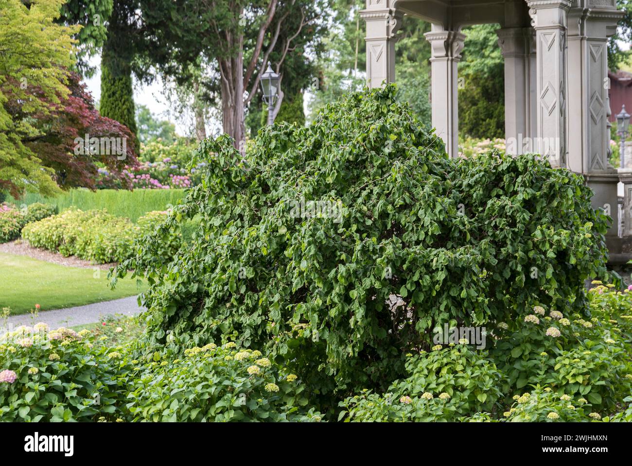 Corkscrew hazelnut (Corylus avellana 'Contorta' Stock Photo - Alamy