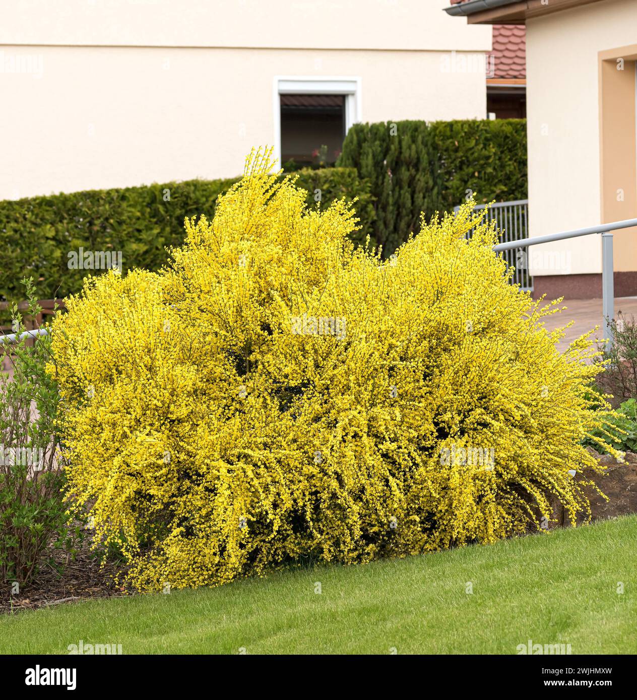 Sweet broom (Cytisus x praecox 'Allgold' Stock Photo - Alamy