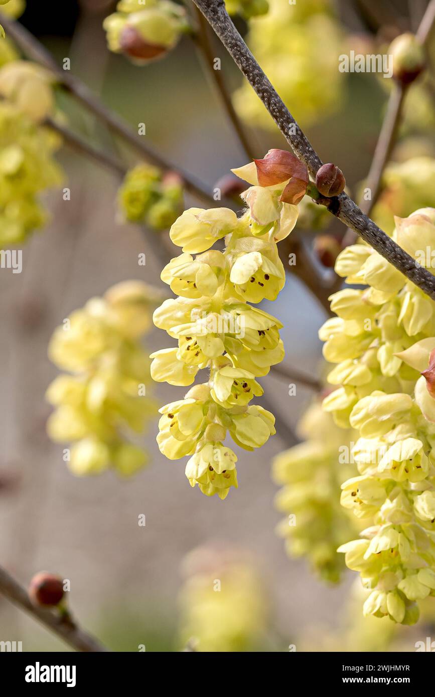 Corylopsis spicata blossom hi-res stock photography and images - Alamy