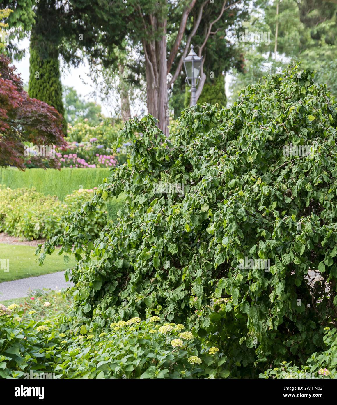Corkscrew hazelnut (Corylus avellana 'Contorta' Stock Photo - Alamy
