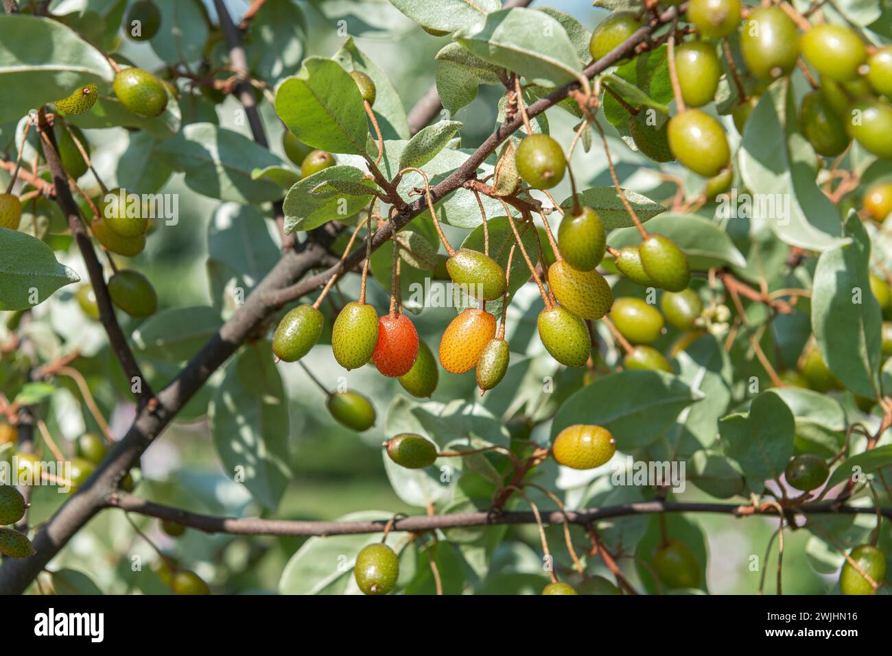 Elaeagnus multiflora hi-res stock photography and images - Alamy