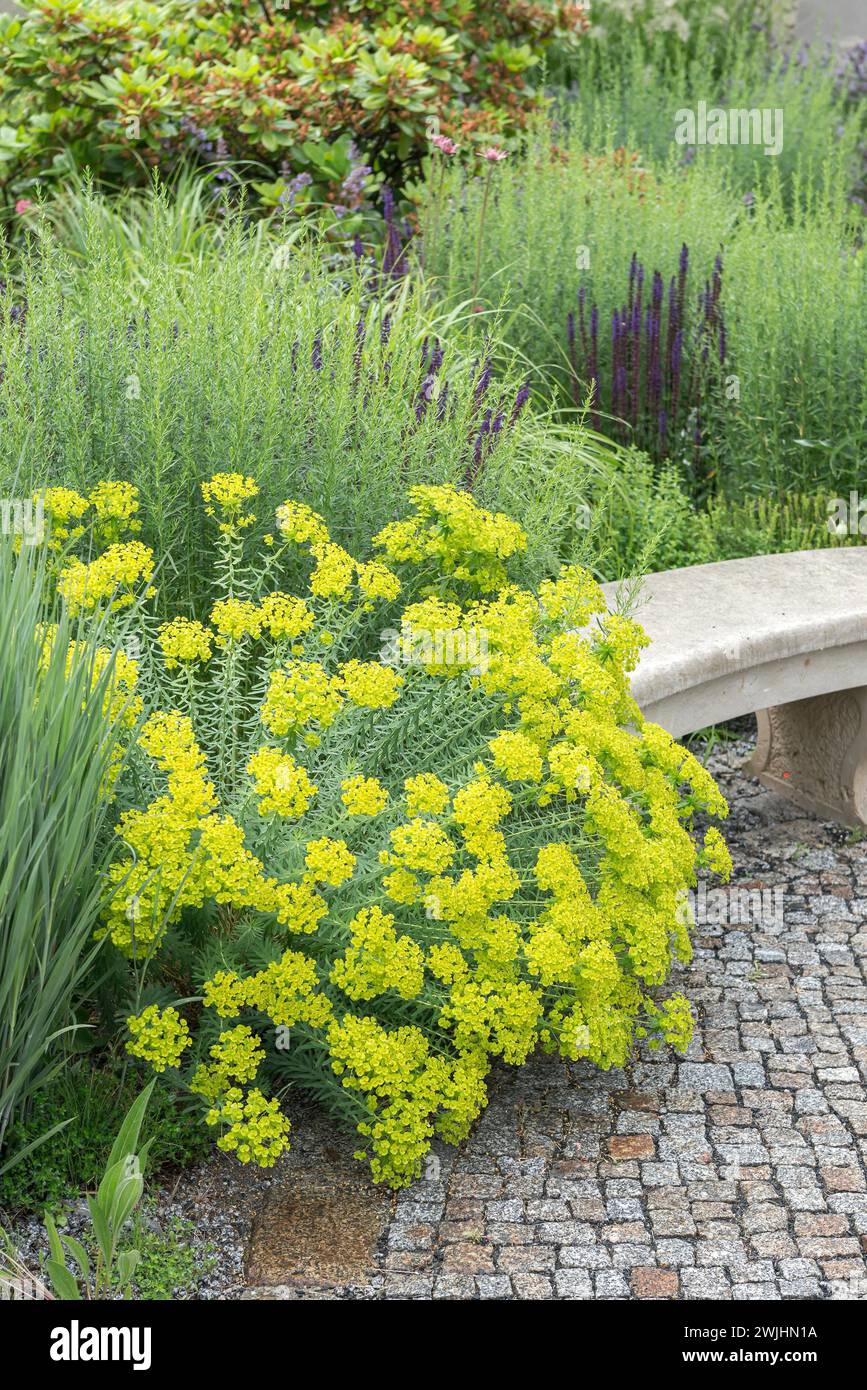 Steppe spurge (Euphorbia seguieriana subsp. niciciana Stock Photo - Alamy