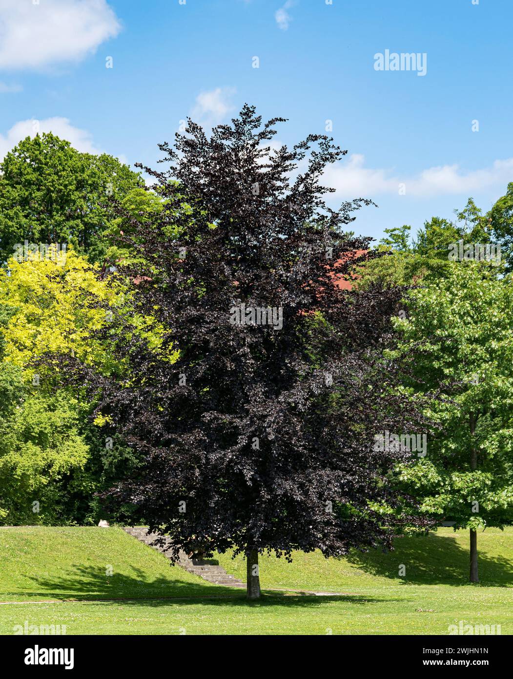 Blood beech tree hi-res stock photography and images - Alamy