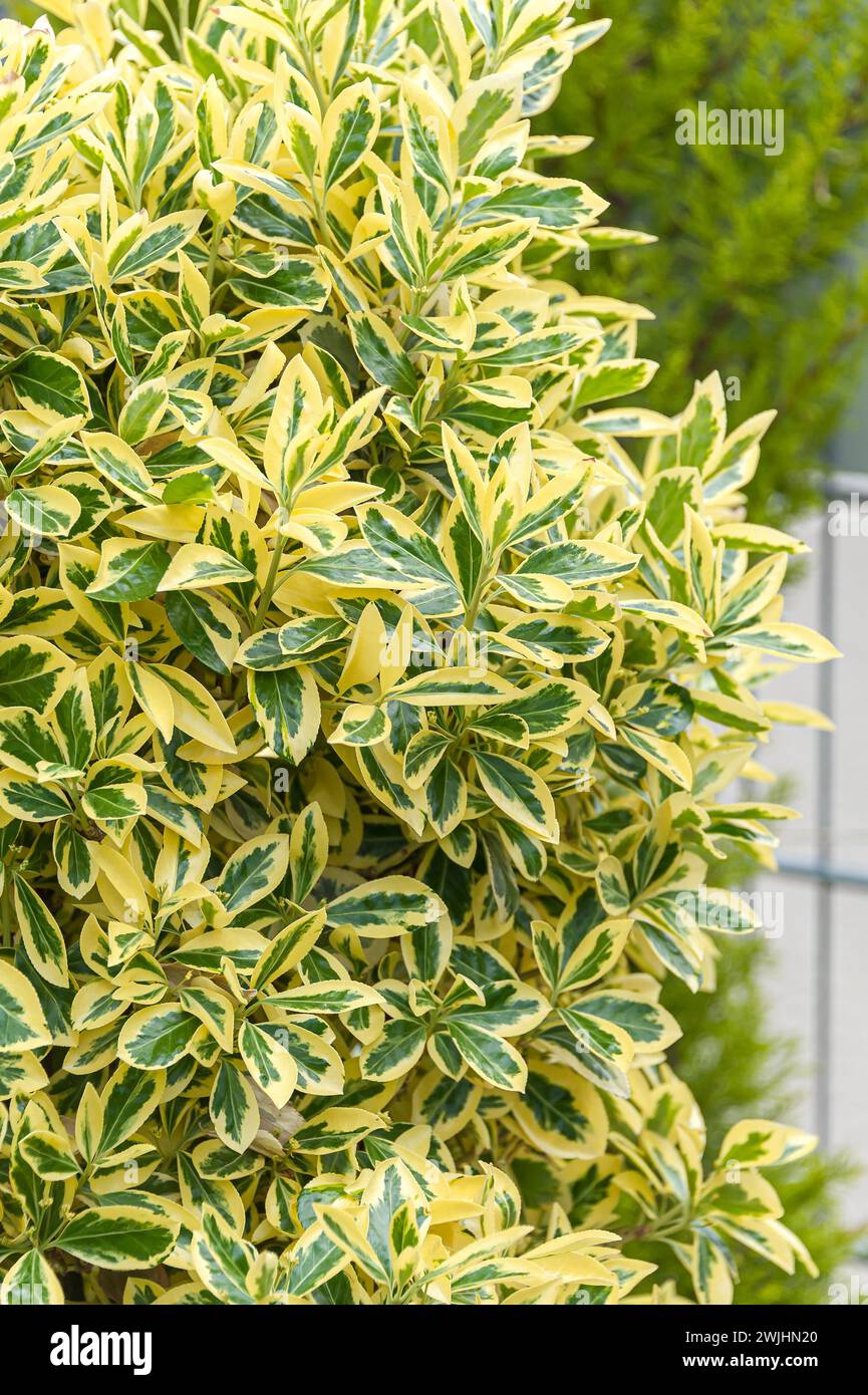 Japanese spindle bush (Euonymus japonicus 'Bravo'), (Hamamelis Stock ...