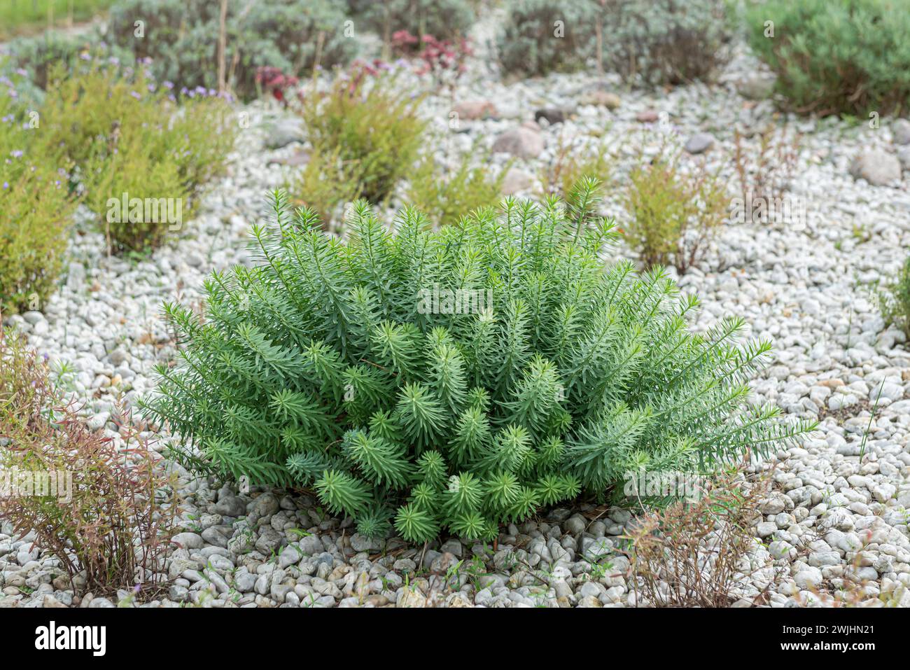 Steppe spurge (Euphorbia seguieriana subsp. niciciana Stock Photo - Alamy