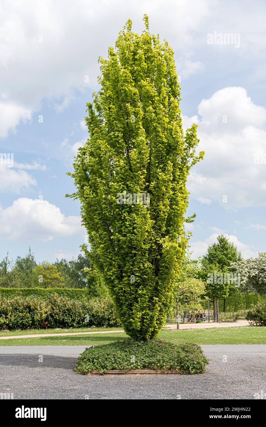 Fagus sylvatica dawyck hi-res stock photography and images - Alamy