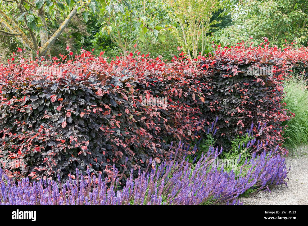 Blood beech tree hi-res stock photography and images - Alamy