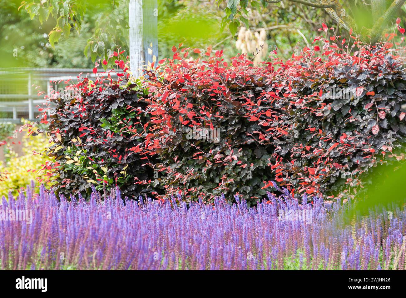 Blood beech tree hi-res stock photography and images - Alamy