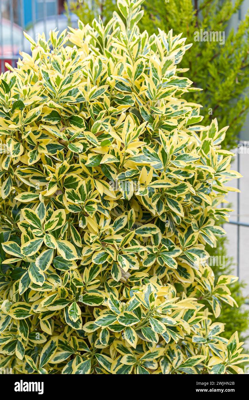 Japanese spindle bush (Euonymus japonicus 'Bravo'), (Hamamelis Stock ...