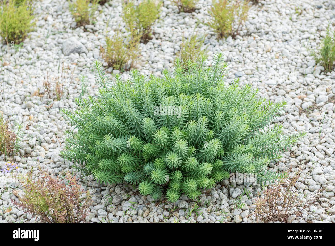 Steppe spurge (Euphorbia seguieriana subsp. niciciana Stock Photo - Alamy