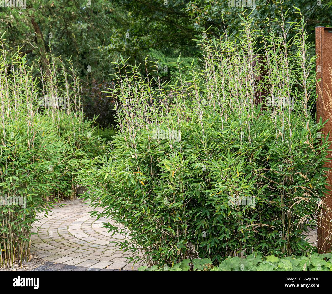 Fargesia hi-res stock photography and images - Alamy