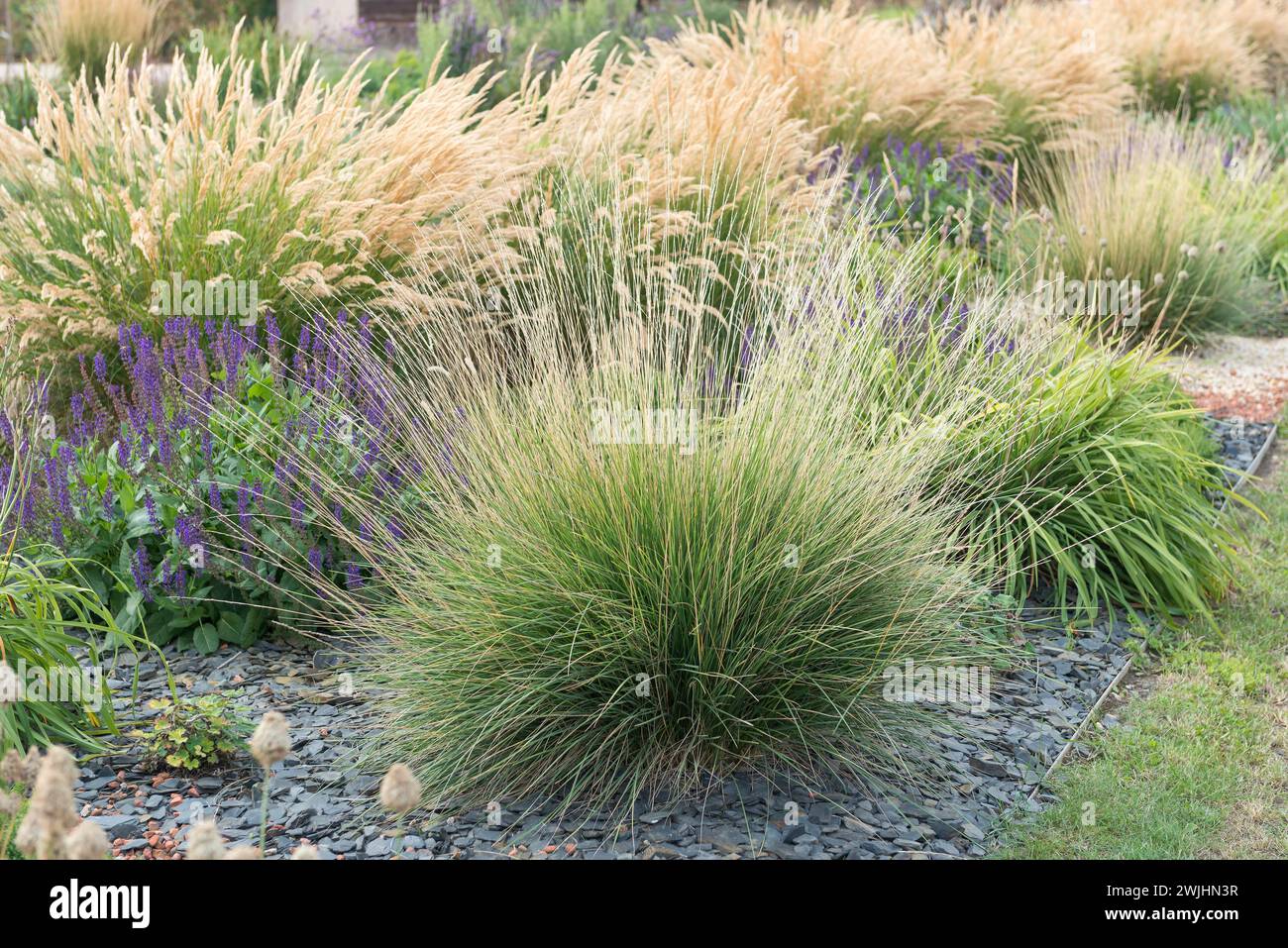 Festuca hi-res stock photography and images - Alamy