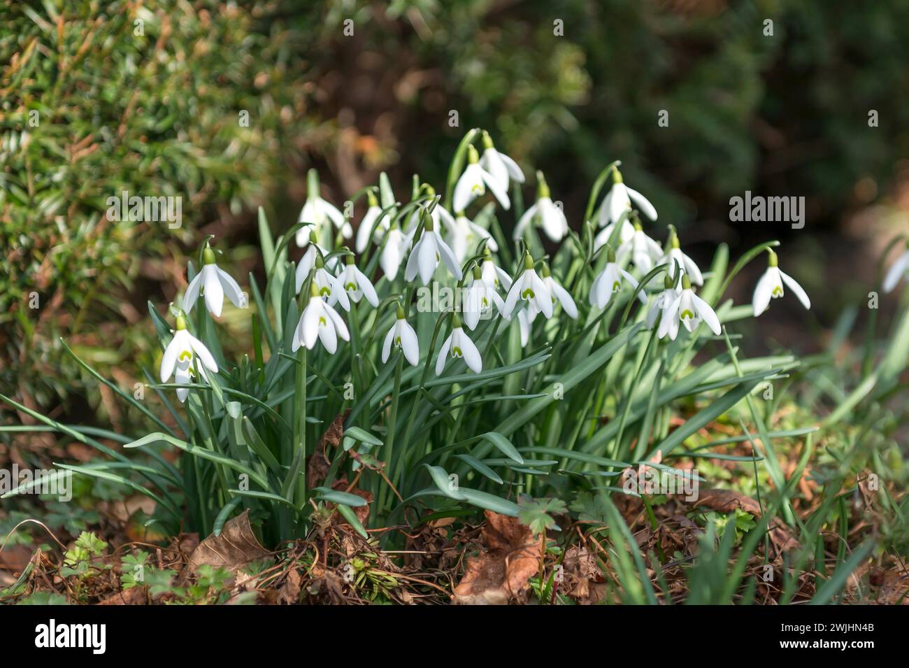 Common snowdrop (Galanthus nivalis Stock Photo - Alamy