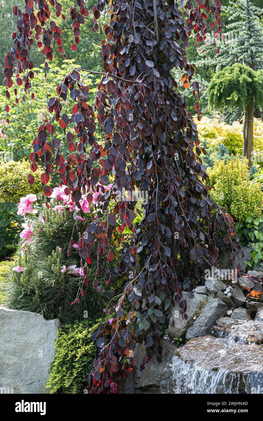 Watercourse, blood beech (Fagus sylvatica 'Purple Fountain' Stock Photo ...