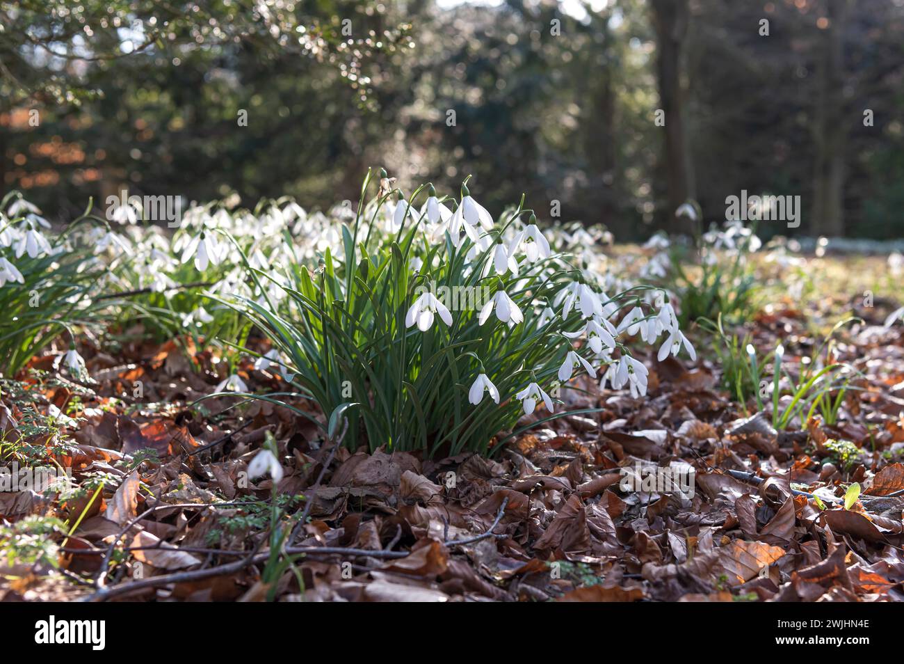 Snowdrop bulb hi-res stock photography and images - Alamy